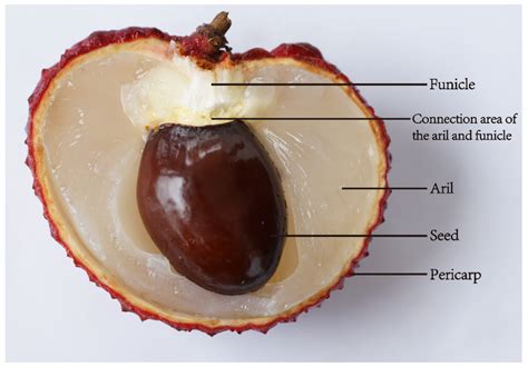 Sugar Transport Metabolism And Signaling In Fruit Development Of