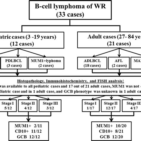 The Description Of The Categorization Of 33 Cases Of B Cell Lymphoma Of