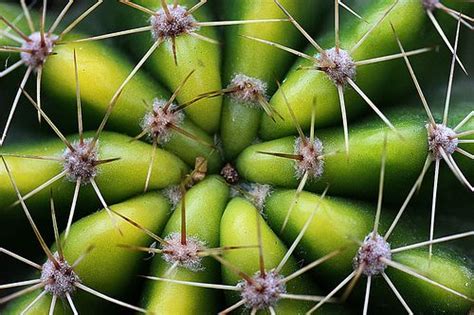 Cactus Fractal Fractals In Nature Cactus Plants Cacti And Succulents
