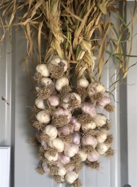 Garlic Braid Large Balmattum Garlic