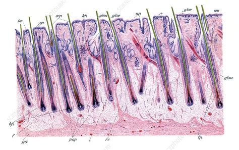 Scalp Histology Illustration Stock Image C046 7601 Science Photo Library