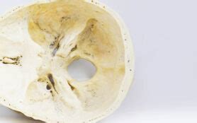 Fornix Cerebri Anatomie Und Funktion Medi Karriere
