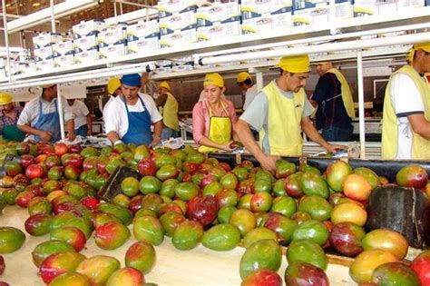 Exportaciones peruanas de mango fresco creció 8% en volumen y 2% en ...
