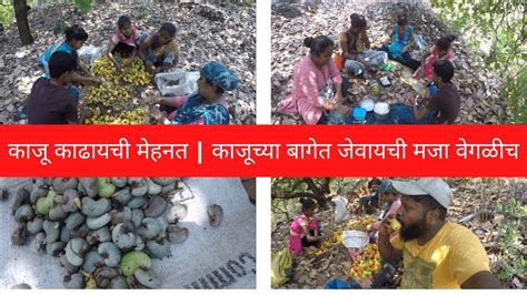 काजू काढायची मेहनत कोकणातील सफेद सोनं काजूच्या बागेत जेवायची मजा