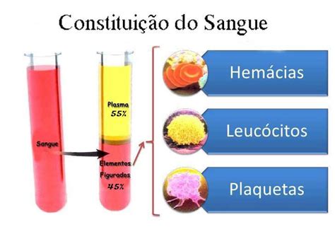 Composição Do Sangue Plasma Elementos Figurados