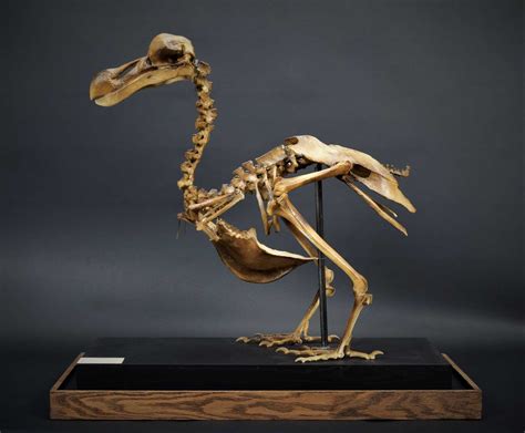 Lot 297 Skeletons A Cast Of A Dodo Skeleton