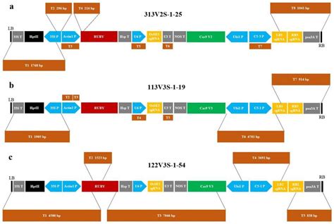 一种利用ruby辅助crispr切除转化事件中自身t Dna片段的植物基因编辑载体及其构建方法和应用