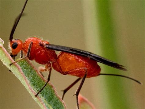 Types Of Wasps Pictures And Identification Green Nature