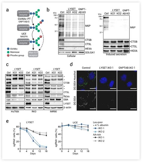 Science 背靠背 溶酶体酶转运因子 Lyset Medchemexpress 知乎