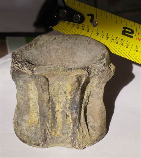 Vertabrae From Gay Head Cliffs Fossil Id The Fossil Forum