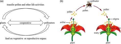 Threshold Dynamics Scenario Of A Plants Pollinators Cooperative System With Impulsive Effect On