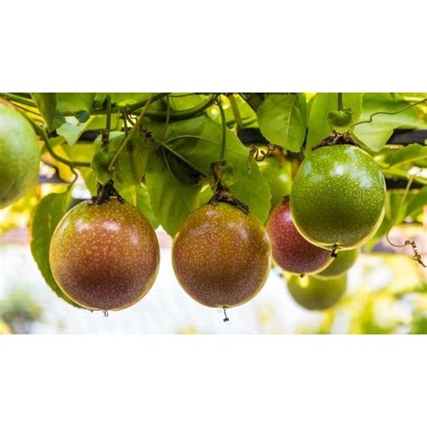 Jual Bibit Markisa Manis Stek Batang Bagus Shopee Indonesia