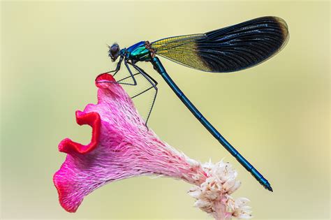 Calopteryx Splendens Juzaphoto