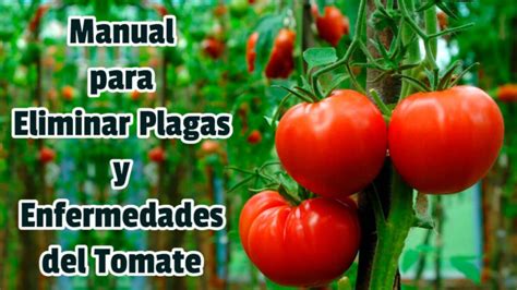 🥇 🥇 Manual De Plagas Y Enfermedades En Maíz 🥇