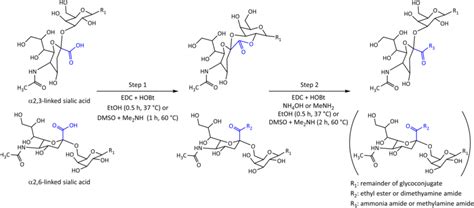 Schematic Representation Of Common One Pot In Solution Linkage Specific