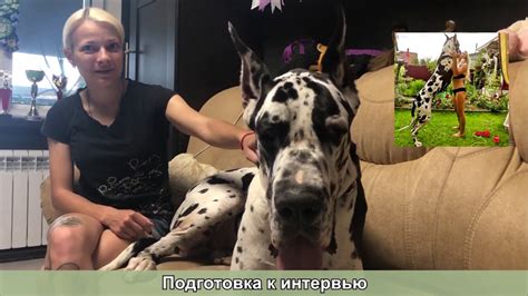 ВСЕ ПОРОДЫ ХОРОШИ?! ВЫПУСК 7. НЕМЕЦКИЙ ДОГ. Часть 1 из 2. - YouTube