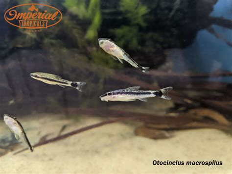 Common Oto Otocinclus Macrospilus Imperial Tropicals