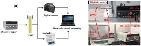 The Experimental Setup And Platform For Measuring Actuation Of Ipmc Download Scientific Diagram