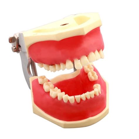 W4027 Dental Periodontal Practice Model For Traning