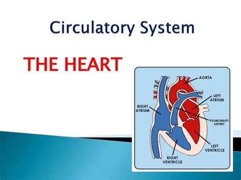 Ppt Circulatory System Powerpoint Presentation Free Download Id