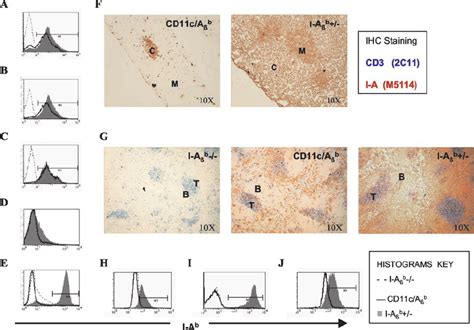 Characterization Of Mhcii Expression In Cd11c A ␤ B Mice M1 Refers To