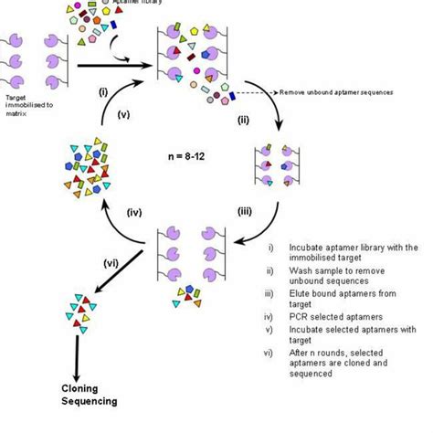 Possibilities For Chemical Modification Of A Nucleotide Base Download