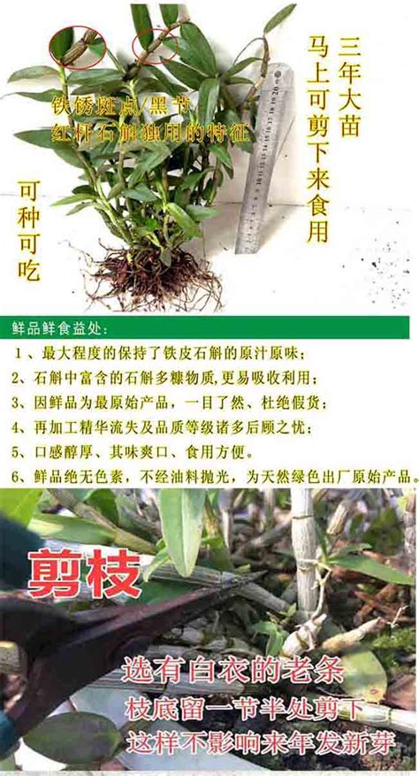 铁皮石斛苗浙江雁荡山红杆软脚种苗石斛盆栽驯化苗丛苗maTB44dAV1 阿里巴巴