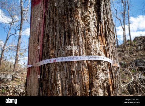 Measuring The Circumference Of Teak Tree Trunks Tectona Grandis Using