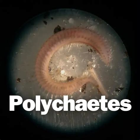 Polychaetes New Found Adaptation The Coldest Survivors