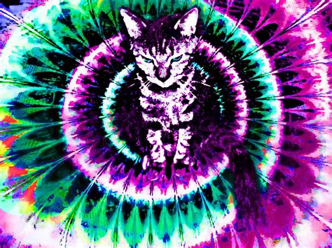 Lsd Cats Wallpapers Top Free Lsd Cats Backgrounds Wallpaperaccess
