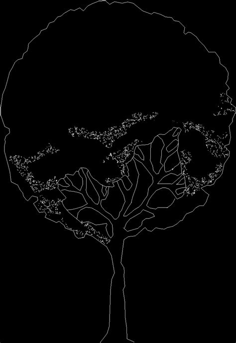 Sycamore Tree Elevation 2d Dwg Elevation For Autocad • Designs Cad