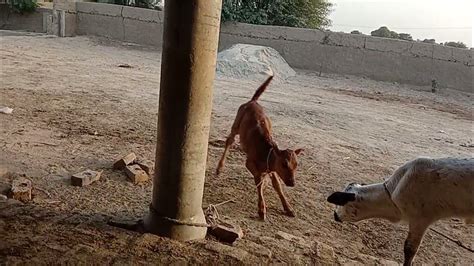 Javed Warraich 79 12l Youtube