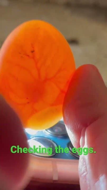 Candling Pigeon Eggs Youtube