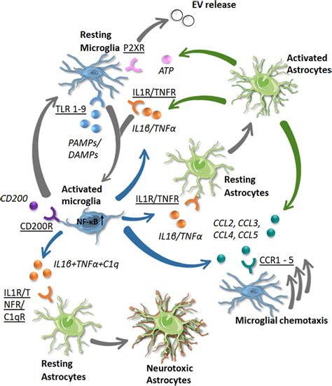 Neuroglia Glia Cells Astrocyts Oligodendrocytes