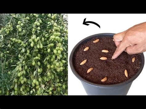 Stop Throwing Away Olive Seeds Grow Your Own Olive Tree For Free