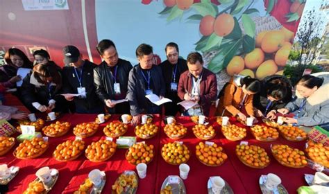 广西融安：竞选“金桔王” 中华社会文化发展基金会