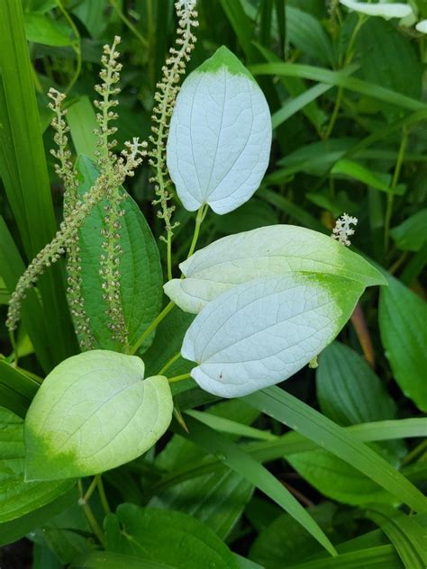 ハンゲショウ 半夏生 季節の花と花言葉 kensan 0427さんのﾌﾞﾛｸﾞ