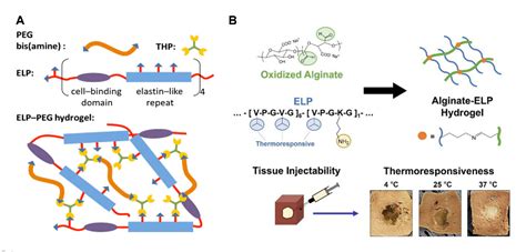 Figure 4 From Exploring Stimuli Responsive Elastin Like Polypeptide For Biomedicine And Beyond