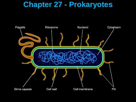 PPT Chapter Prokaryotes Structural Features Chapter Prokaryotes Structural