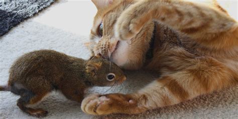 Cat Is So Gentle With His Squirrel Brother Videos The Dodo