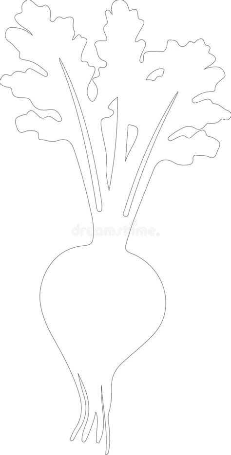 Parsnip Outline Stock Illustrations 111 Parsnip Outline Stock