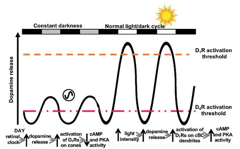 Figure 2 From Dopamine Mediated Circadian And Lightdark Adaptive