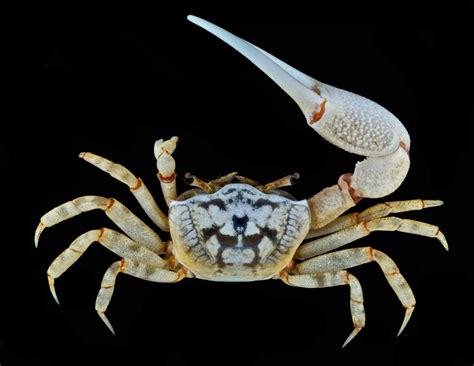 Sand Fiddler Crab