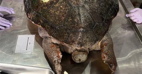 ‘그놈 때문에 바다거북은 찔리고 찢기며 고통스럽게 죽었다