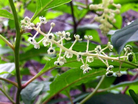 Phytolacca Americana