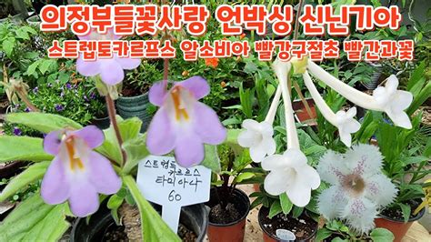 신닌기아 뉴질랜드앵초 알소비아 빨간과꽃 빨간아스타 의정부들꽃사랑 언박싱 Youtube