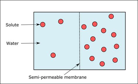 Common Misconceptions In Biology Misconceptions Around Diffusion And Osmosis IndiaBioscience