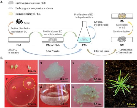 Frontiers Stable And Efficient Agrobacterium Mediated Genetic