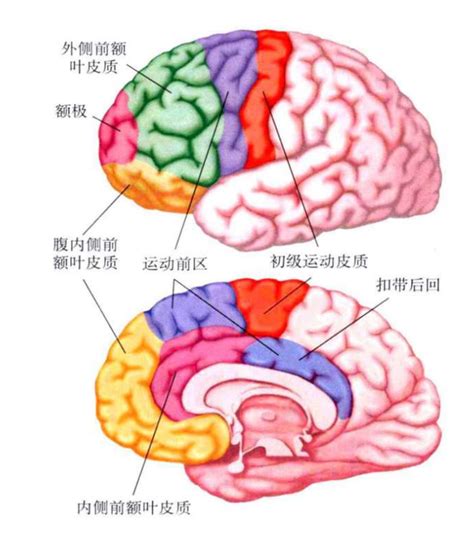 人脑的基本结构和功能 知乎