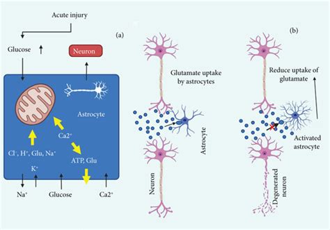Reduced Glutamate Uptake By Activated Astrocytes Download Scientific